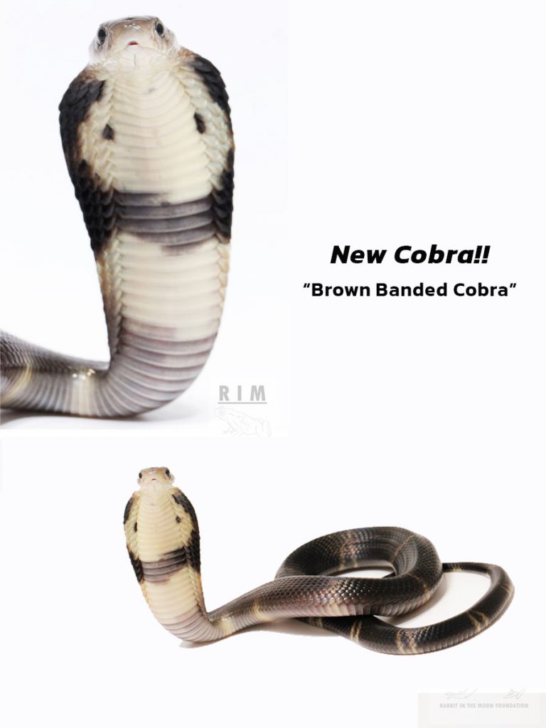 "งูเห่าภูเขา" หรือ "ฝูซี" หน้าตาตะมุตะมิ แต่พิษดุดัน ไม่เกรงใจใคร